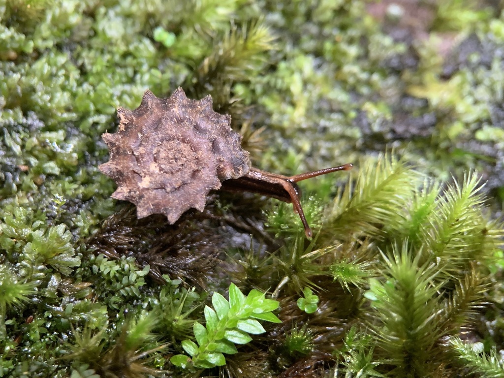 Mcleania darlingtoni in July 2024 by Octavio Rivera Hernández · iNaturalist