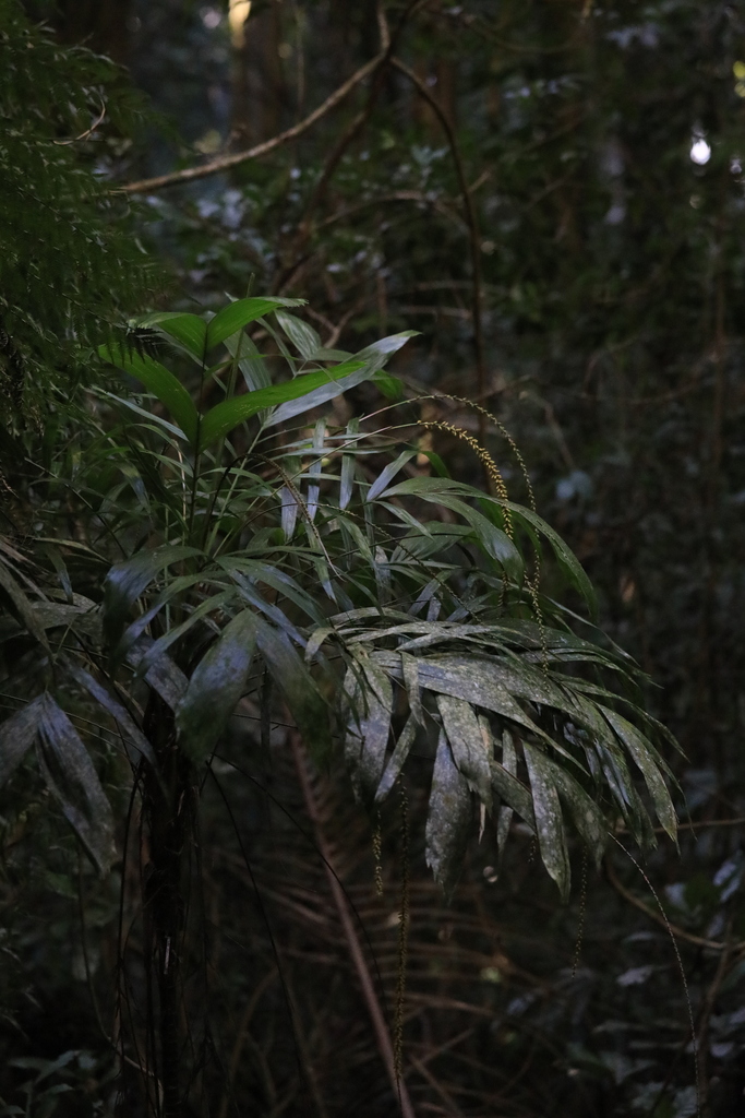 Walking stick palm from Springbrook QLD 4213, Australia on August 3, 2024 at 10:53 AM by Adrian ...