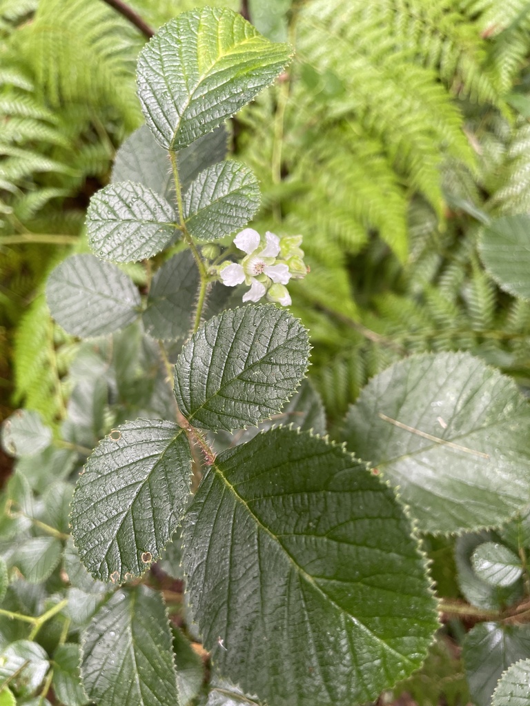 Yellow Himalayan Raspberry from Kondalilla National Park, Flaxton, QLD ...