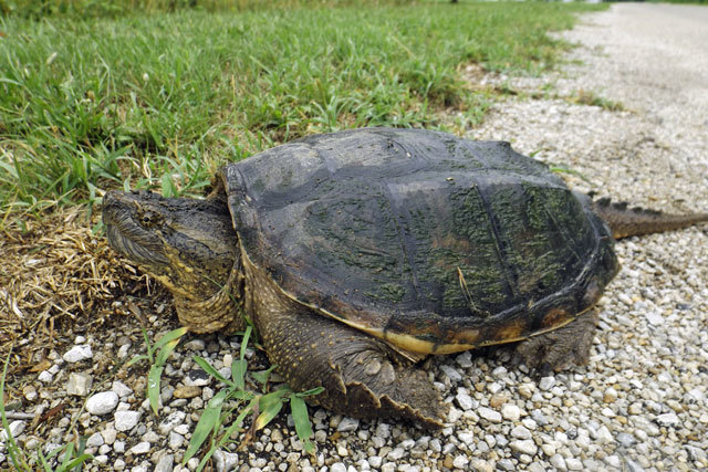 Common Snapping Turtle from Crawford County, IL, USA on July 03, 2016 ...