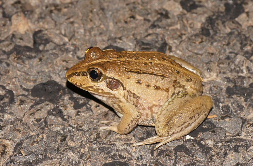 Striped Burrowing Frog from Rewan QLD 4702, Australia on April 20, 2012 ...