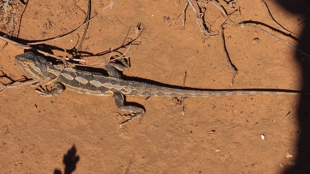 Western Bearded Dragon from Cape Range National Park WA 6707, Australia ...