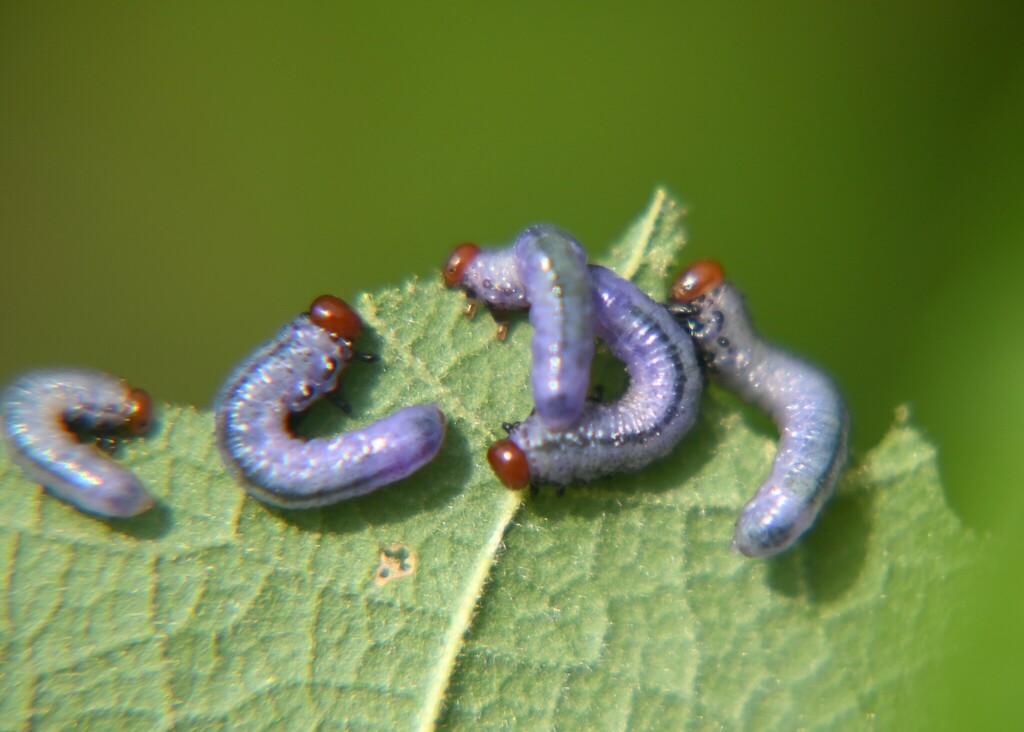 Mallow Sawfly from Corregidora, Qro., México on August 8, 2024 at 02:59 ...