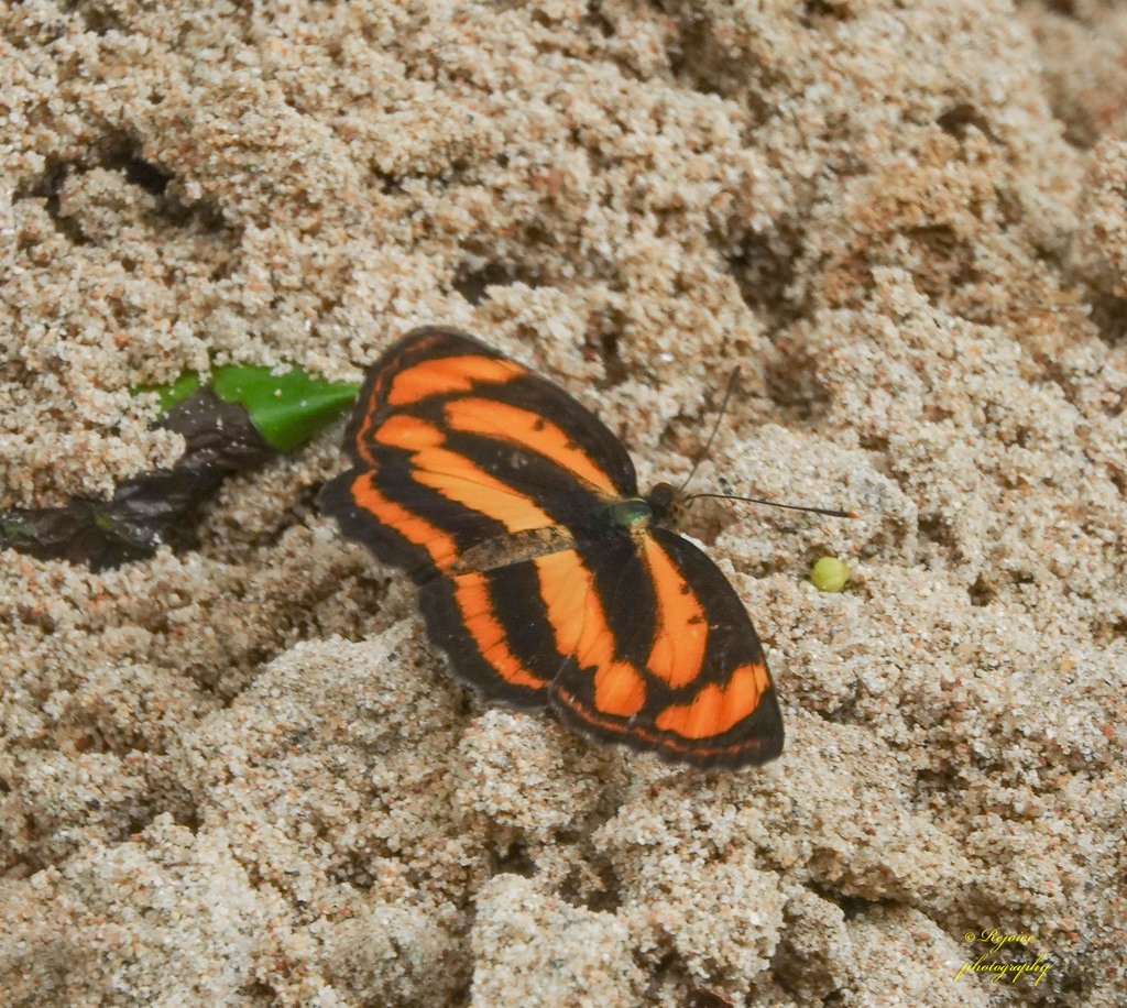 Common Lascar from Karimganj, IN-AS, IN on April 30, 2019 at 12:10 PM ...