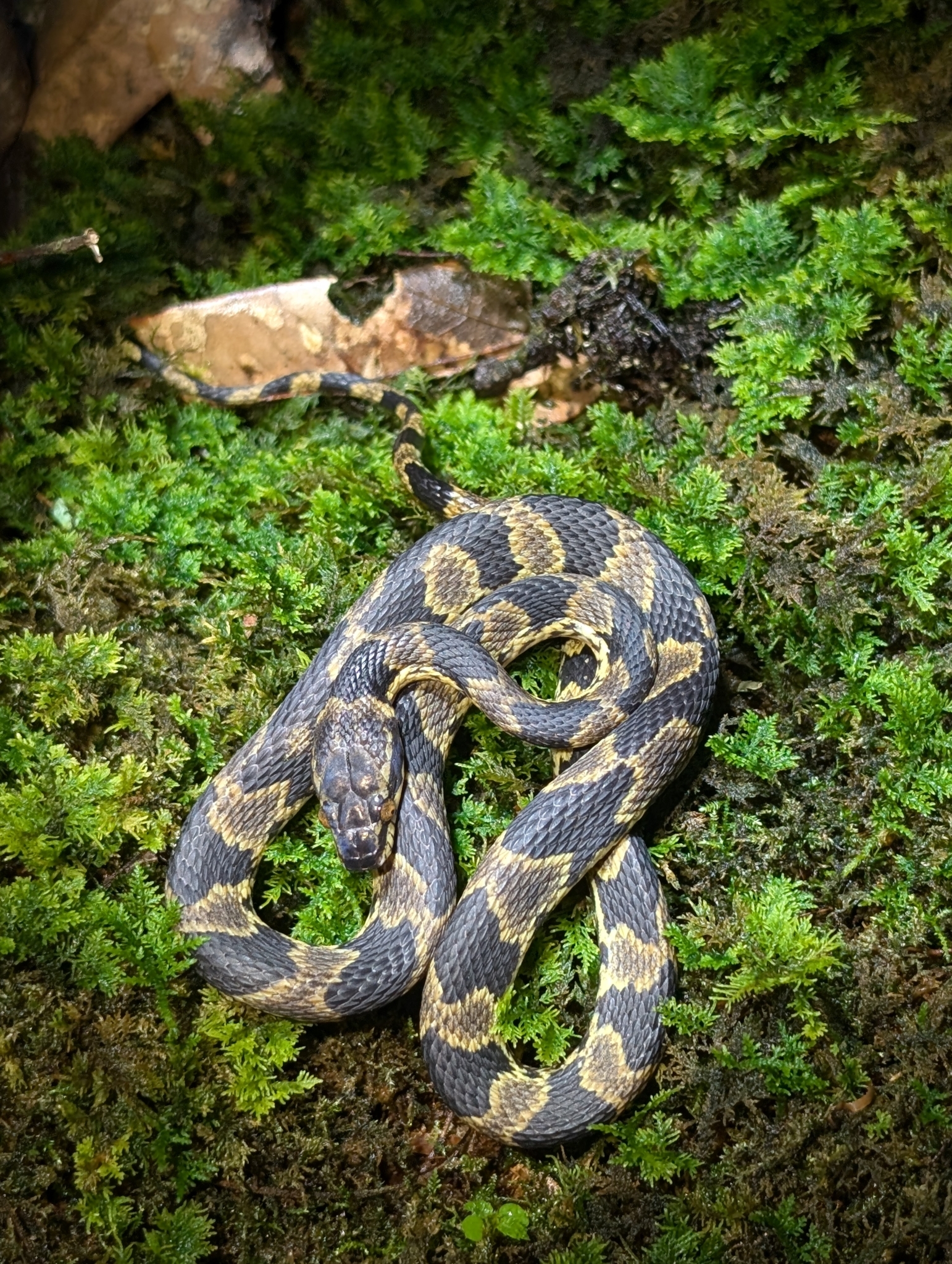 Serpientes De Bosques Caducifolios Templados