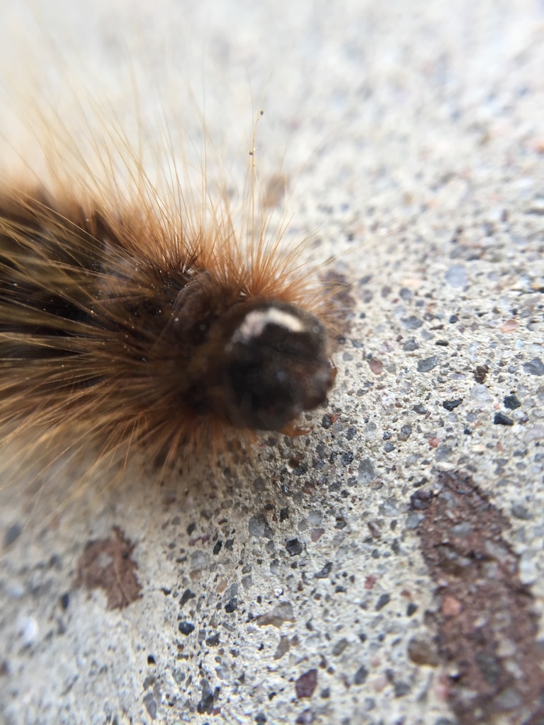 Edwards' Glassy-wing Moth in June 2019 by Teresa Mayfield · iNaturalist