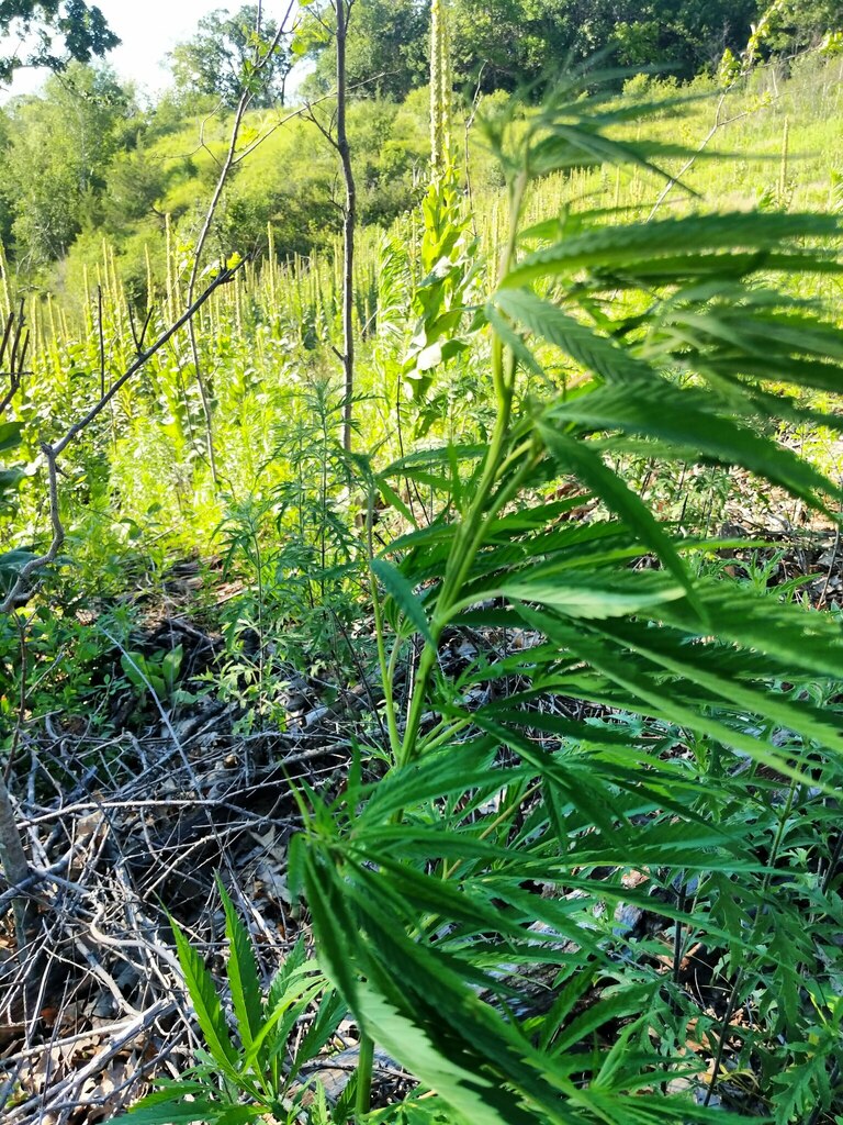 Cannabis in July 2024 by Alex Graeff. so excited to finally find some ...
