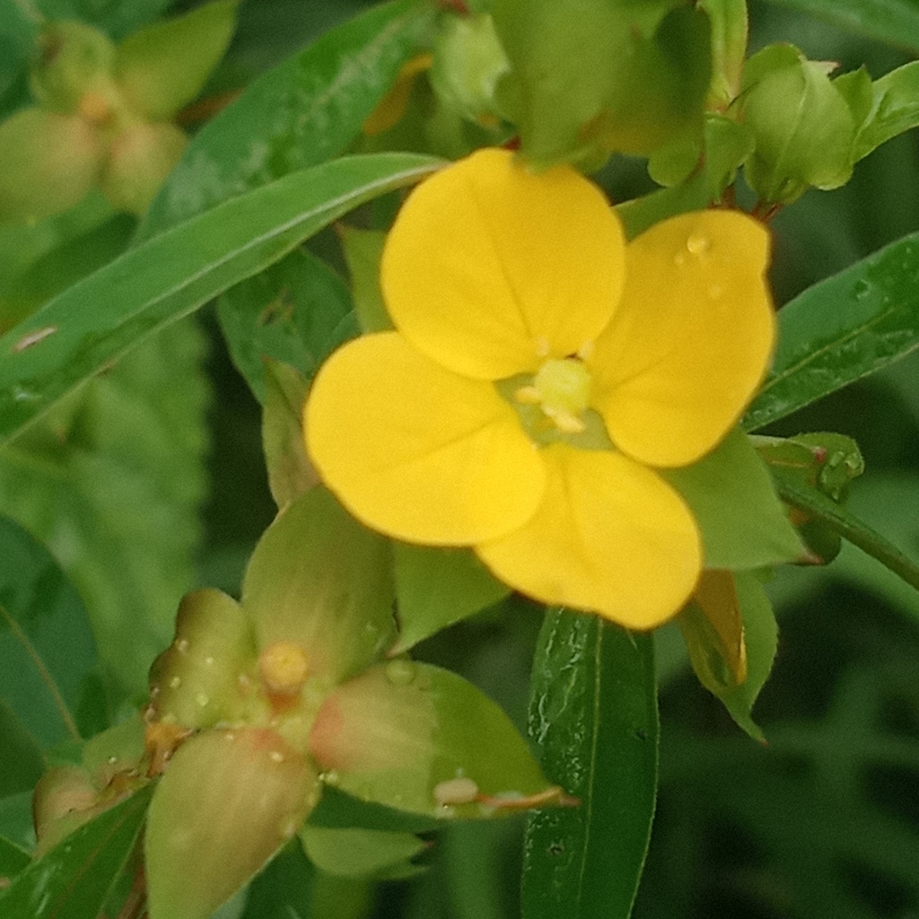 Seedbox from Caroline County, MD, USA on August 8, 2024 at 01:37 PM by Wayne Longbottom ...