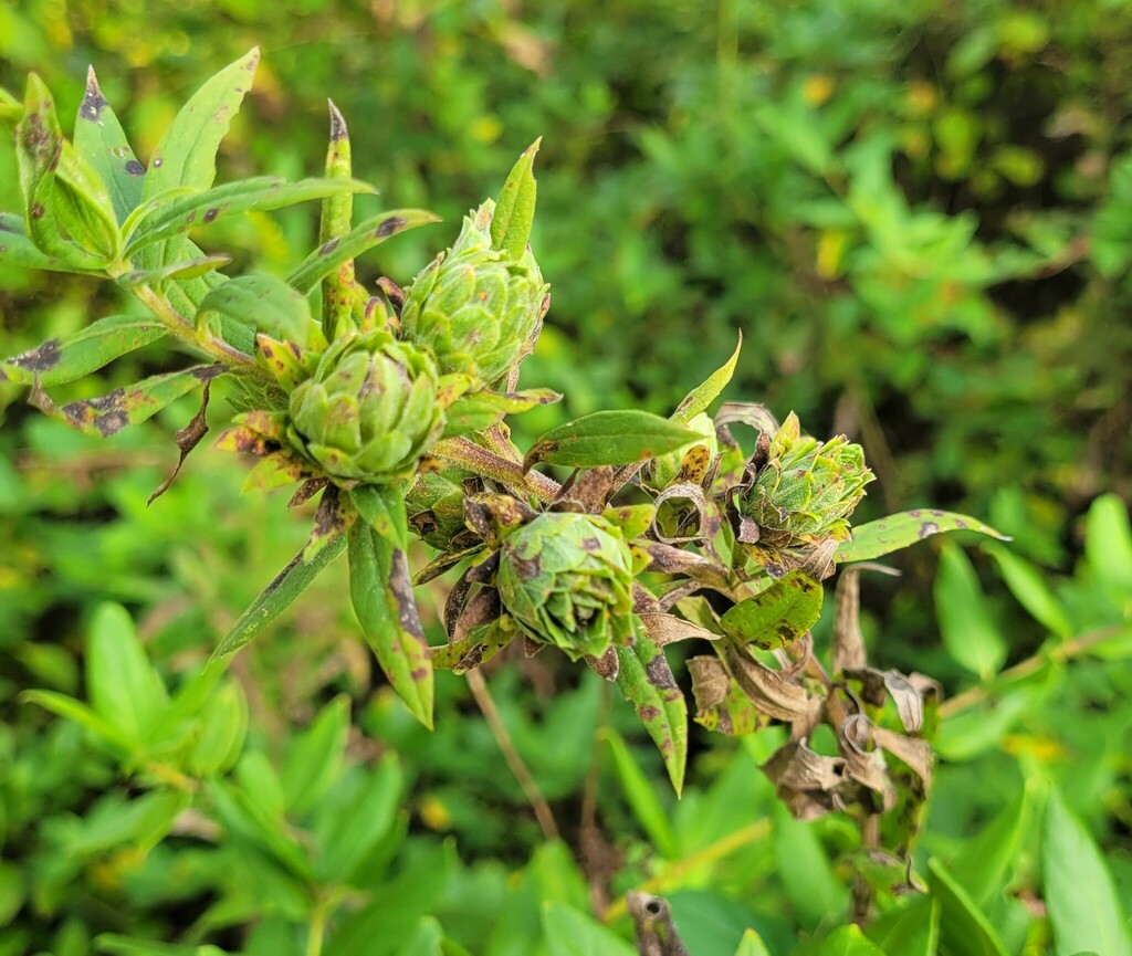Goldenrod Brussels Sprout Gall Fly from Caroline County, MD, USA on ...