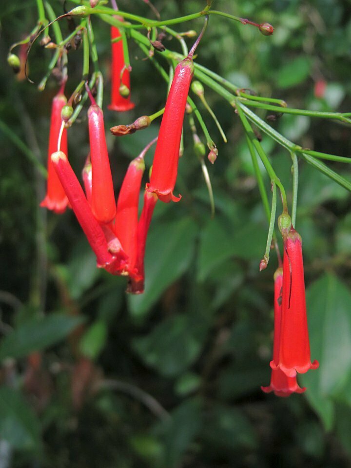 Firecracker plant from Maitland, Florida on June 7, 2024 at 11:20 AM by ...