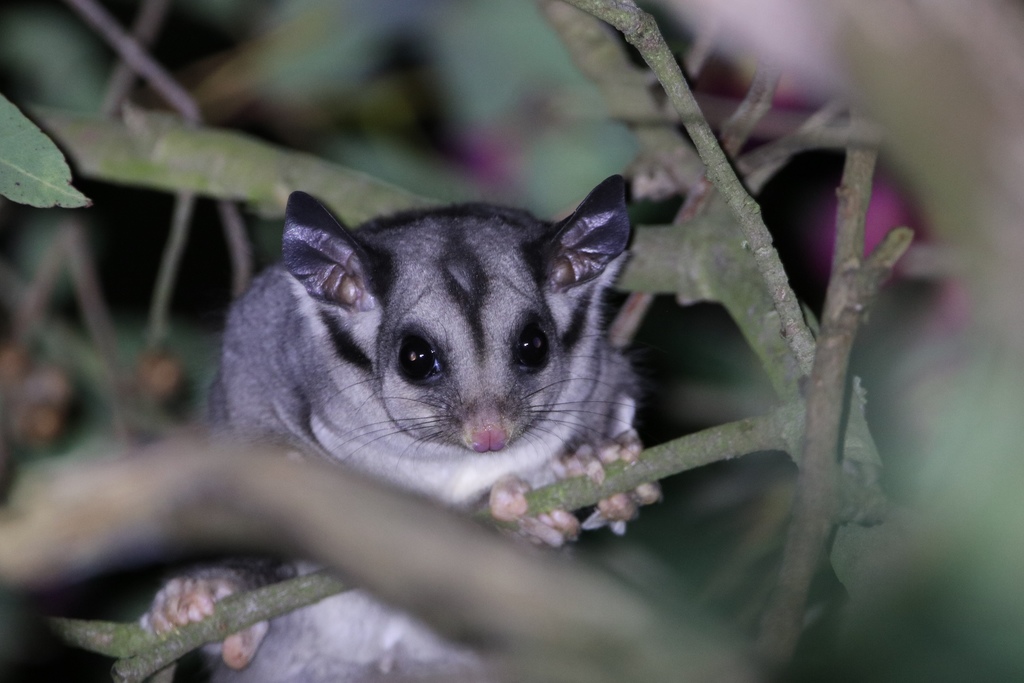 Sugar Glider (Petaurus breviceps) - Know Your Mammals
