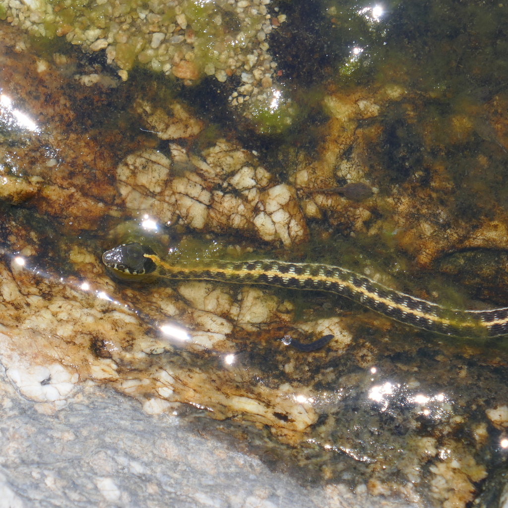 Black-necked Garter Snake from Pima County, AZ, USA on August 8, 2024 ...