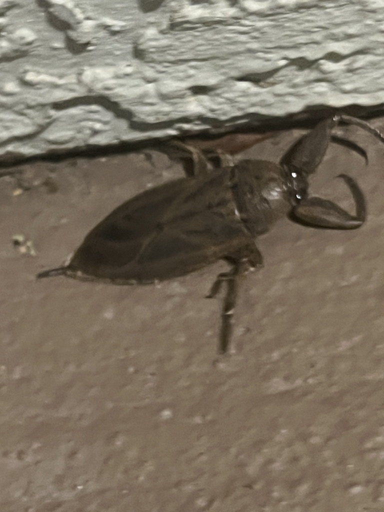 Uhler's Giant Water Bug from Tpc Blvd, Ponte Vedra Beach, FL, US on ...