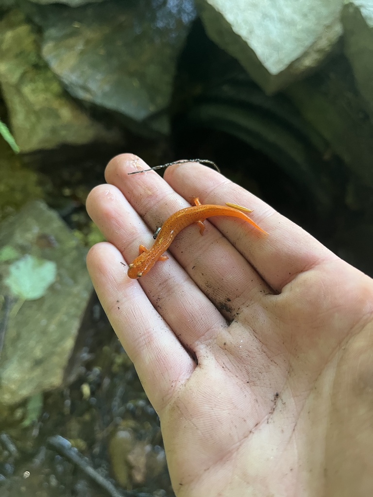 Red Salamander from Weaverville, NC, US on August 7, 2024 at 10:38 AM ...