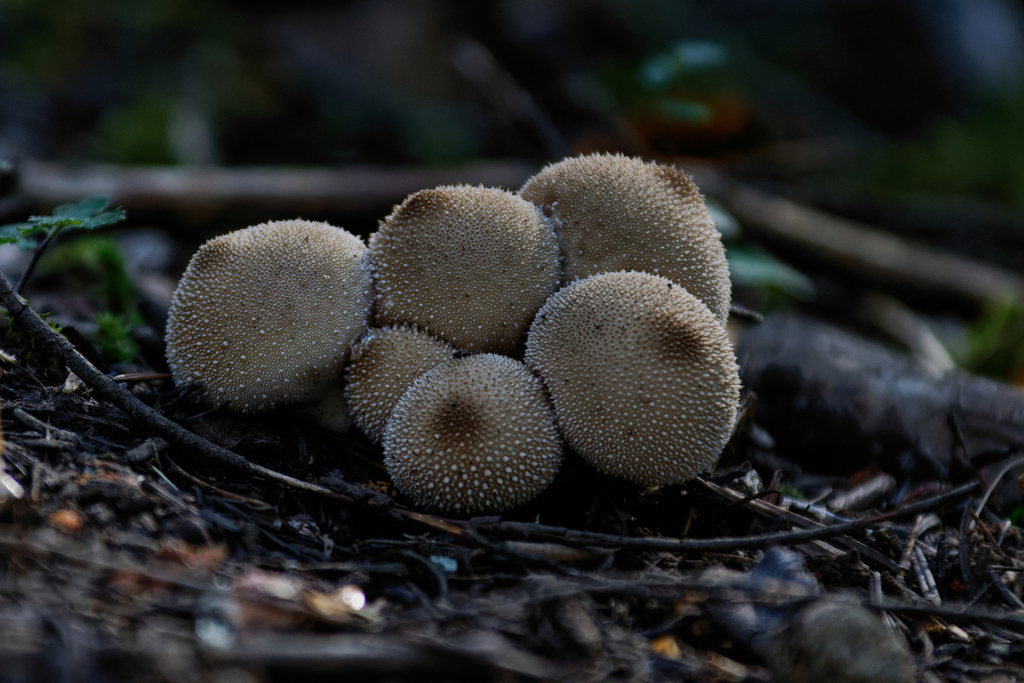 common puffball from Kootenai County, ID, USA on October 6, 2022 at 10: ...