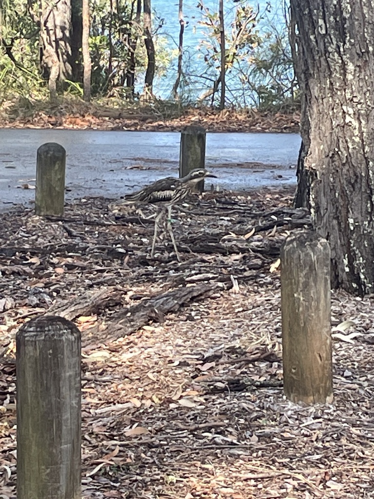 Bush Stone-curlew from Victoria Point Recreation Reserve, Victoria ...