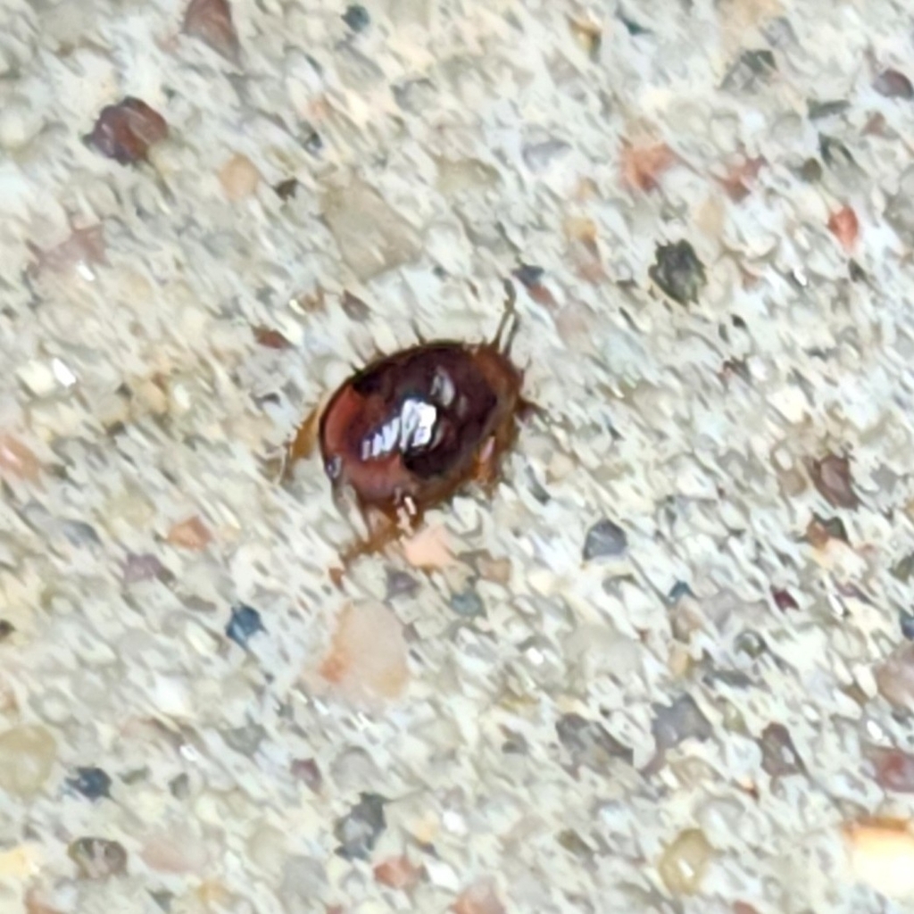 Burrowing Bugs in August 2024 by june · iNaturalist