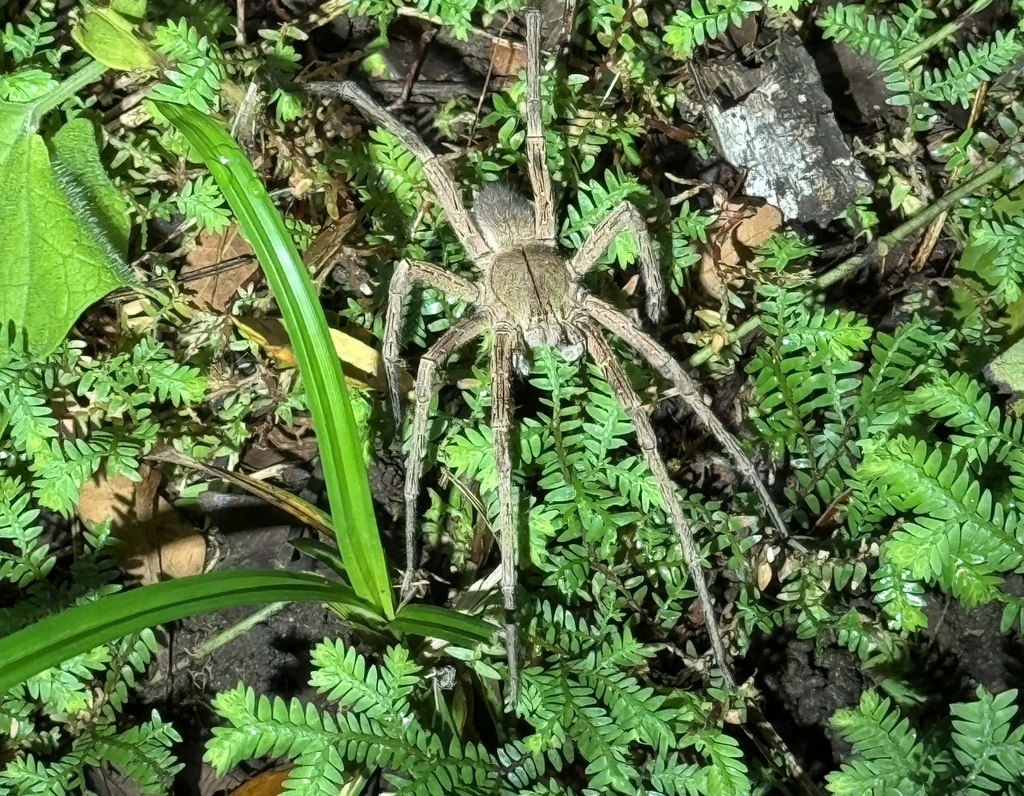 Phoneutria depilata from San Carlos, Río San Juan, NI on August 2, 2024 at 10:06 PM by bryncel ...