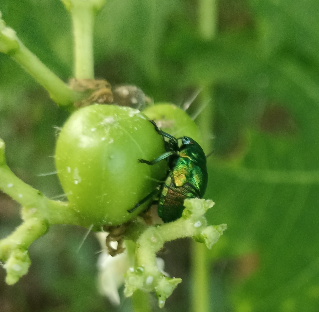 True Bugs from La Frontera, Vega de Alatorre, Ver., México on August 8 ...
