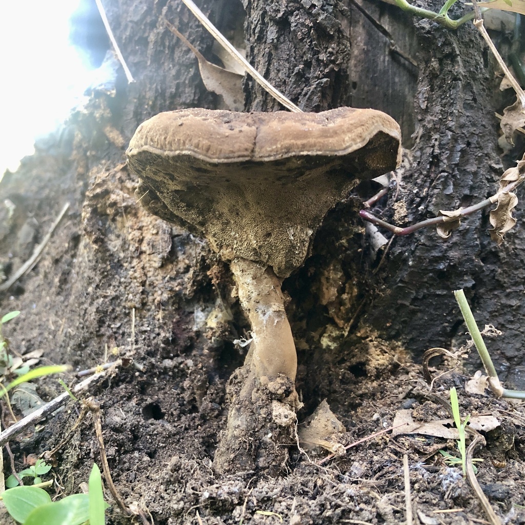 red-staining stalked polypore from Carlingford-to-Parramatta Shared ...
