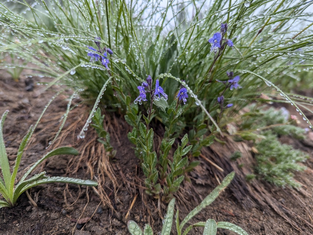 speedwells in July 2024 by Ryan Sorrells · iNaturalist