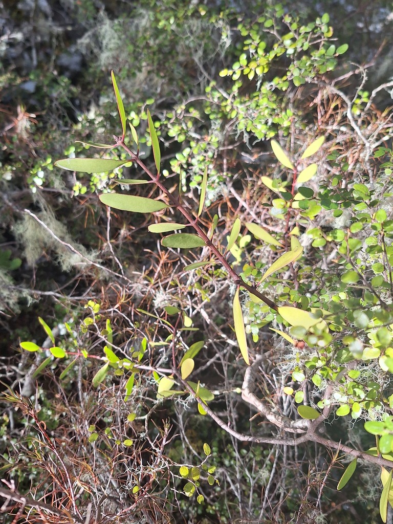 Yellow Mistletoe from Lewis Pass, New Zealand on August 04, 2024 at 02: ...