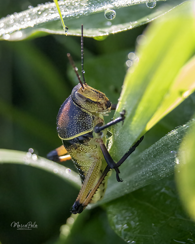 Brachystola behrensii from Culiacán, Sin., México on August 07, 2024 at ...