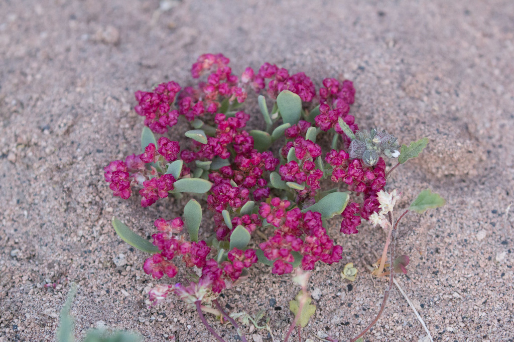 (Cistanthe amarantoides) - Botanical Realm