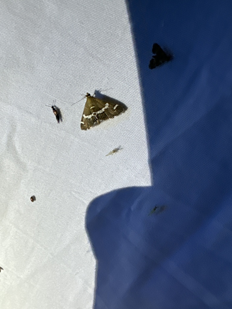 Hawaiian Beet Webworm Moth from Silverglade Ct, Prosper, TX, US on ...