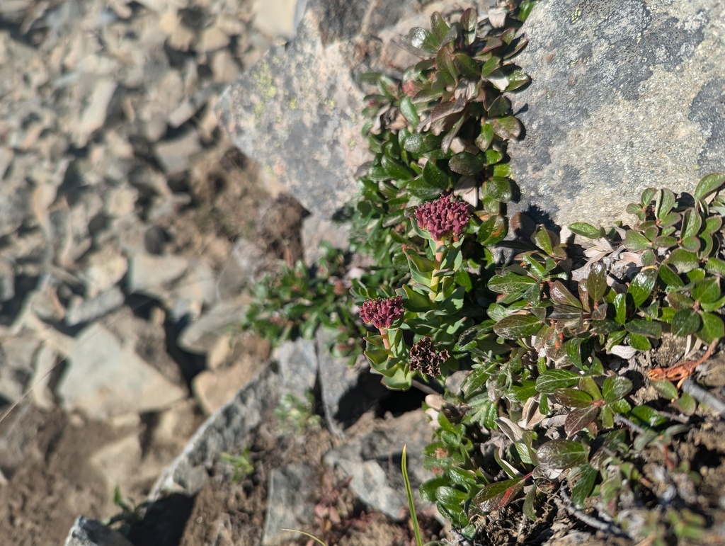 western roseroot in July 2024 by Ryan Sorrells · iNaturalist