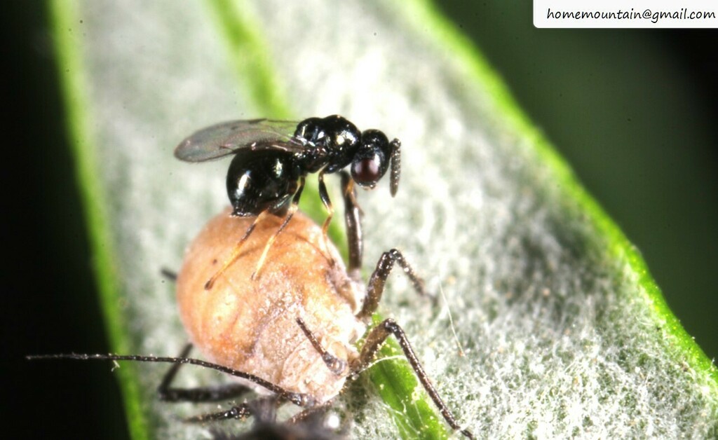 Pachyneuron aphidis from 中國北京市懷柔區 on May 31, 2016 by Homemountain/Shan Gui · iNaturalist