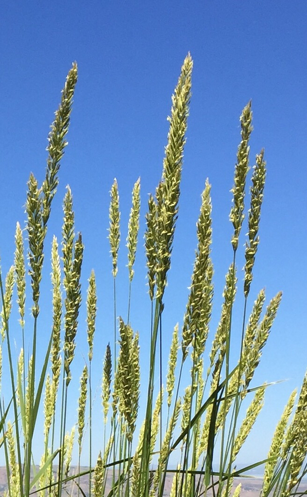 Great Basin Wildrye (Plants of Rosewood Nature Study Area) · iNaturalist
