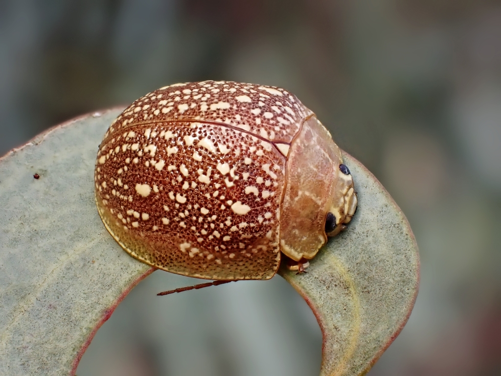 Paropsis in August 2024 by cinclosoma · iNaturalist