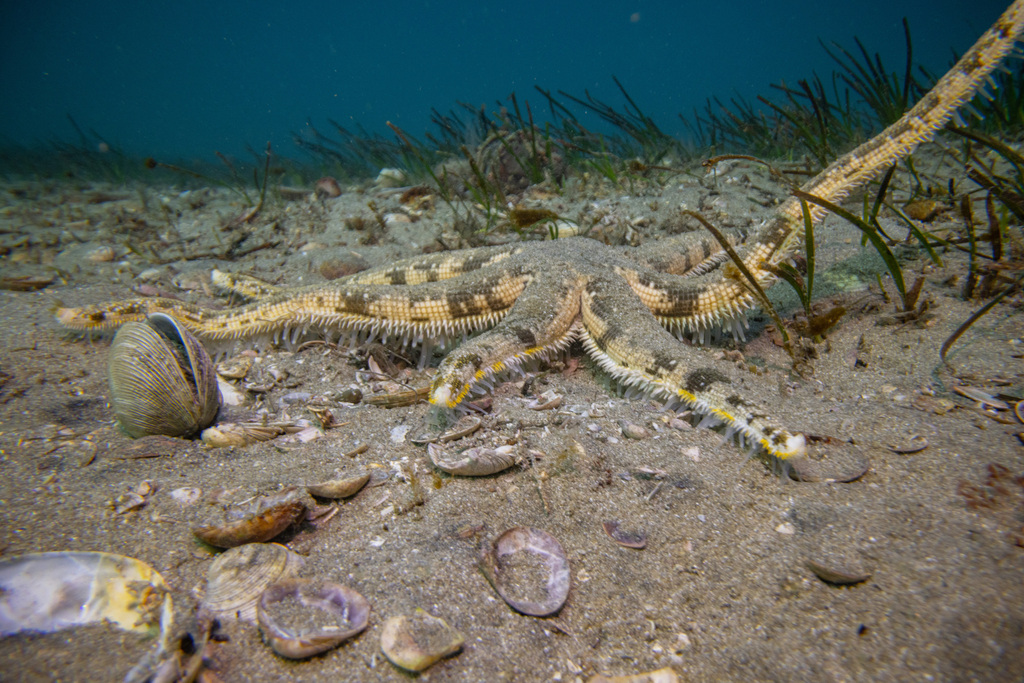 southern sand star from Waikato, New Zealand on August 7, 2024 at 04:17 ...