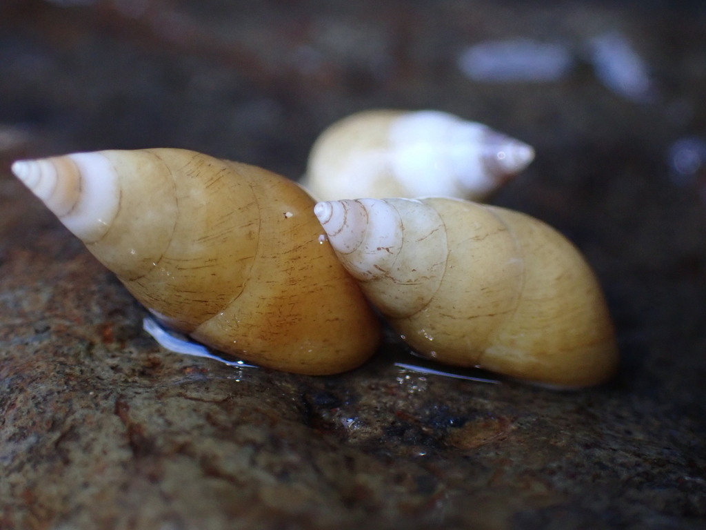 yellow-coated clusterwink from Lord Howe Island, AU-NS, AU on August 9 ...