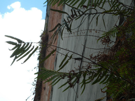 ladder fern from St. John the Baptist Parish LA, US on June 25, 2011 at ...