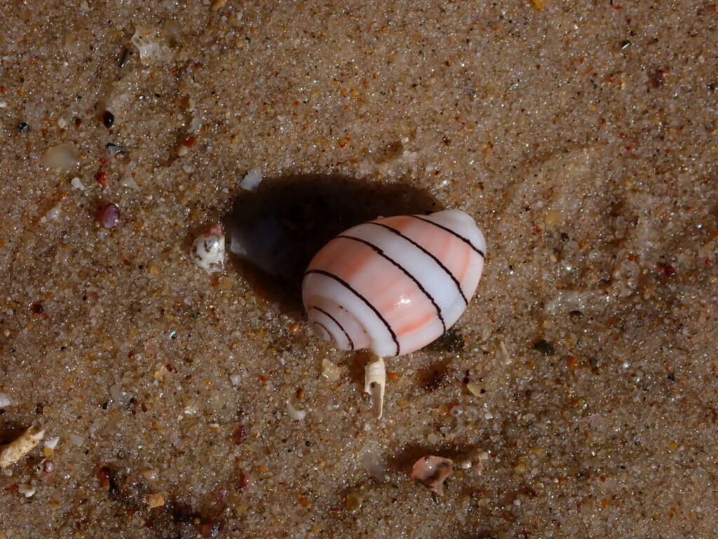 Pink Bubble Snail from Hastings Point NSW 2489, Australia on August 02 ...