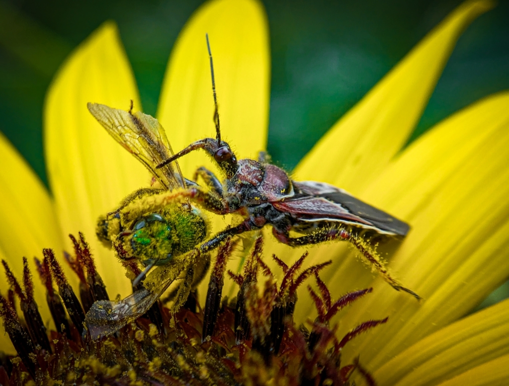 Plains Bee Assassin in August 2024 by Leif. Eating a Halictidid ...