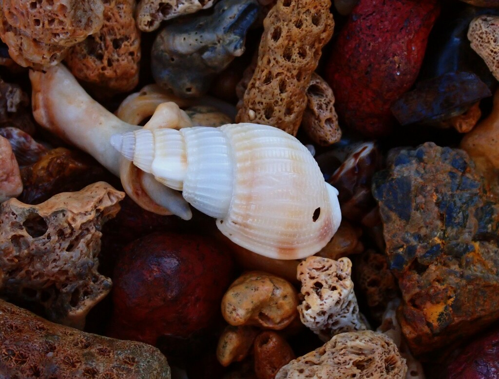 Nassarius castus from Cleveland QLD, Australia on August 4, 2024 at 08: ...