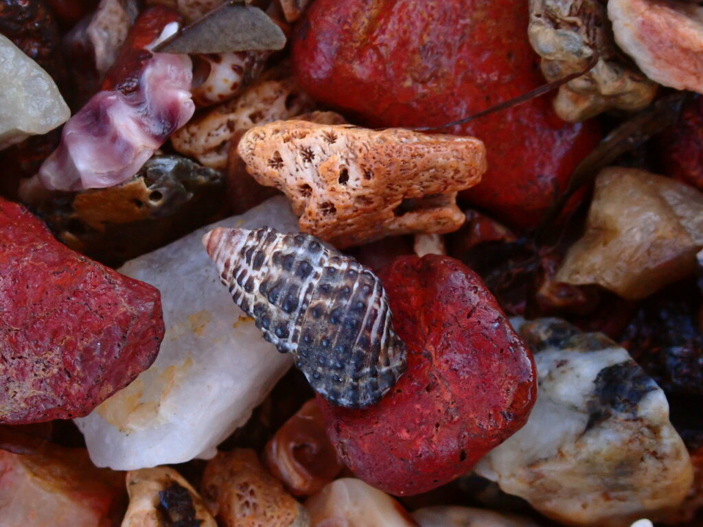 Clypeomorus from Cleverland QLD, Australia on August 04, 2024 at 08:55 ...