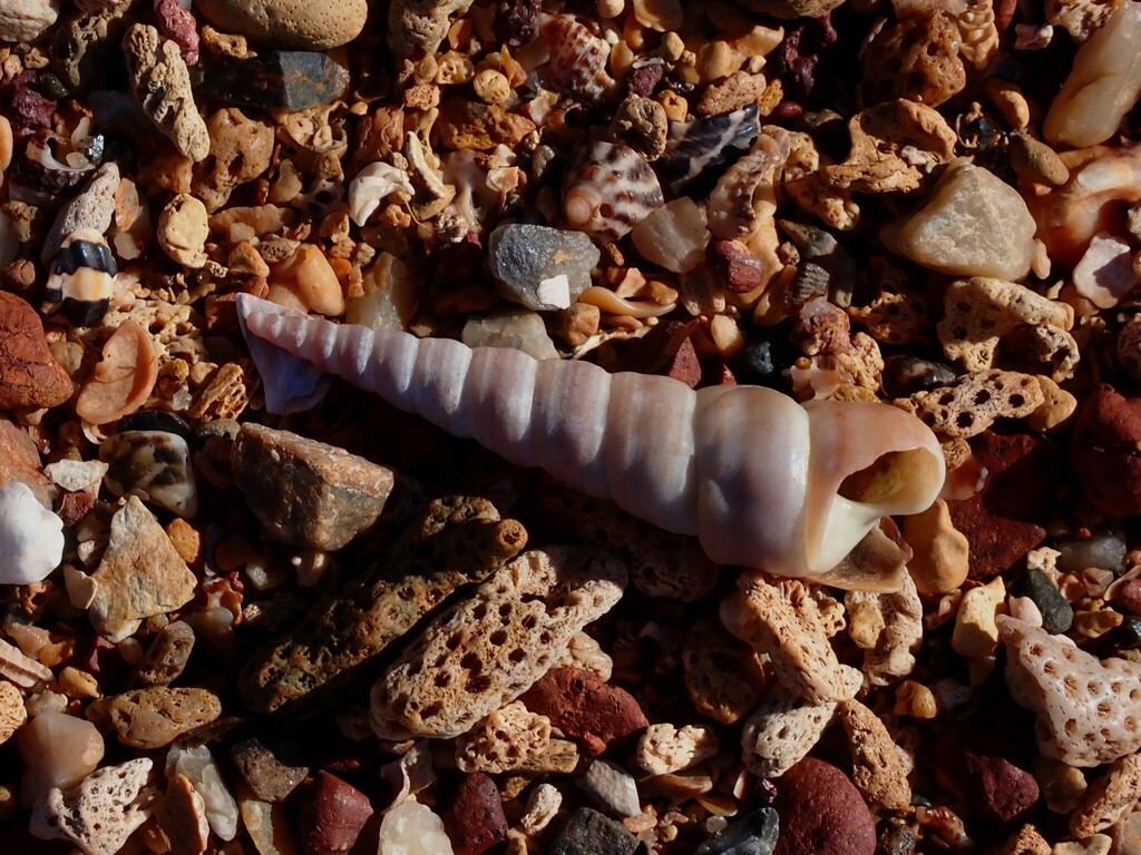 Tower Snails from Cleveland QLD, Australia on August 4, 2024 at 09:01 ...