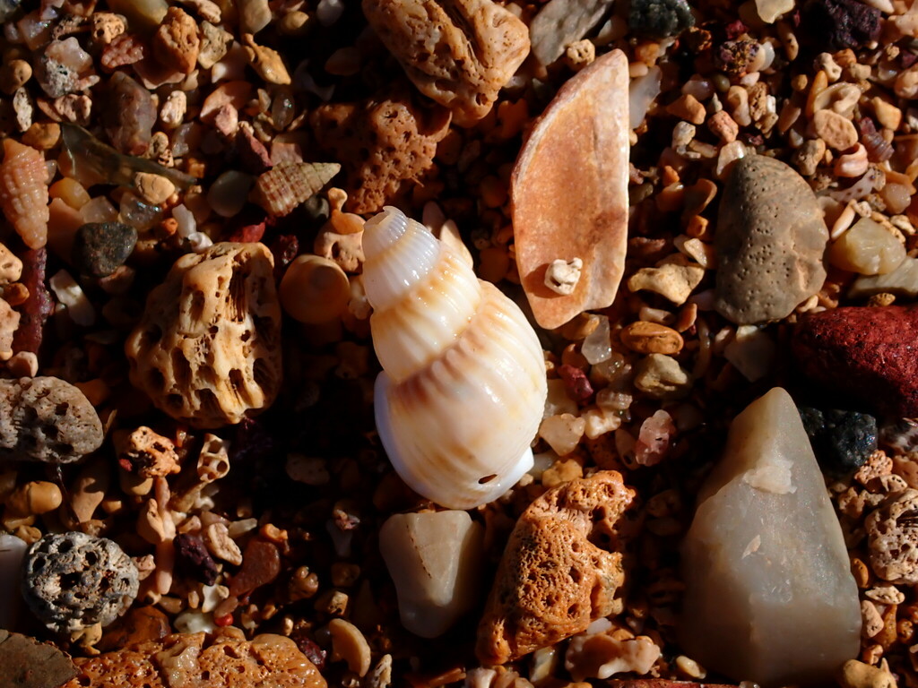 Nassarius castus from Cleveland QLD, Australia on August 4, 2024 at 09: ...