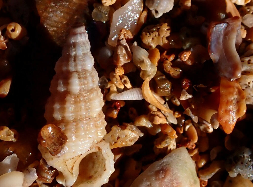 Cingulina spina from Cleveland QLD, Australia on August 4, 2024 at 09:10 AM by Adrian Gale ...