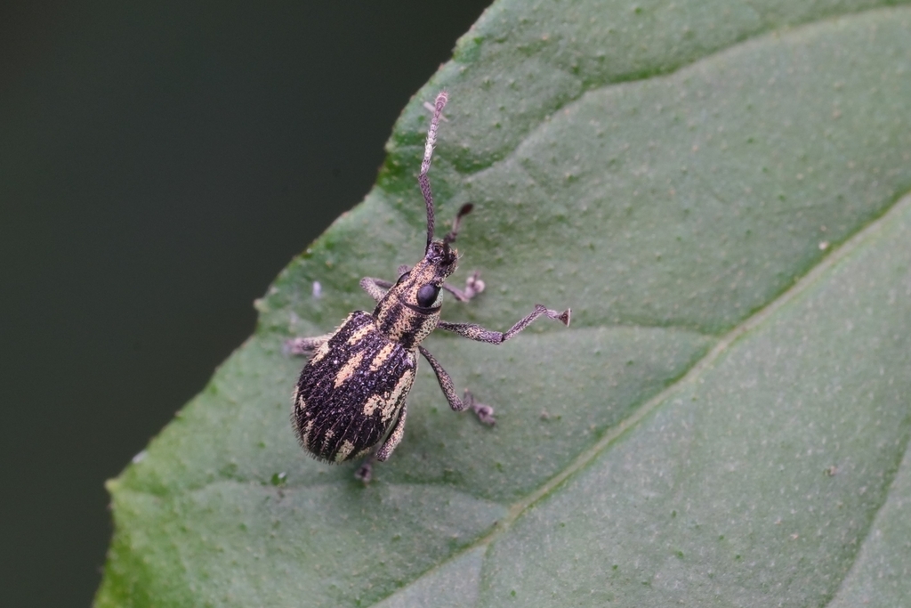 Myllocerinus aurolineatus from 浙江省衢州市开化县中村乡源头里历史文化村落景区 on July 29, 2024 ...