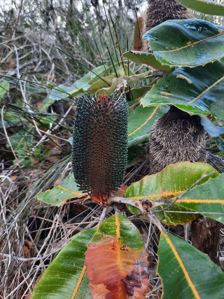 Swamp Banksia from Coolum Beach QLD 4573, Australia on August 9, 2024 ...