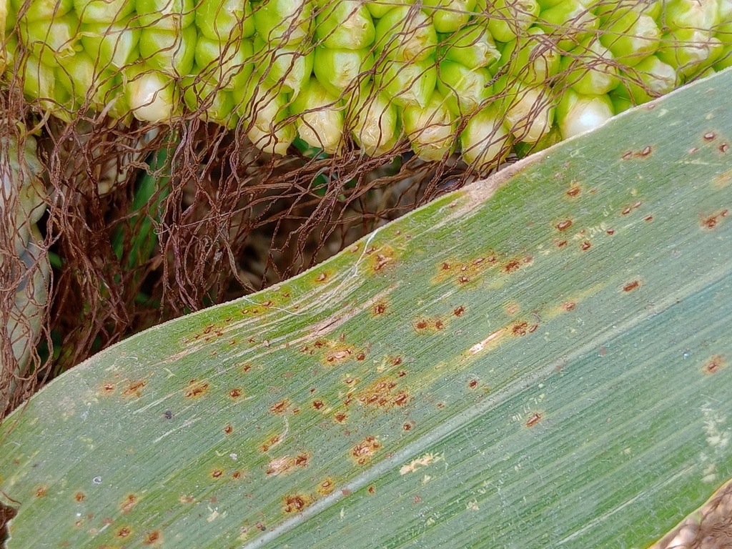 common rust of maize from 3090 Santana, Portugal on August 8, 2024 at ...