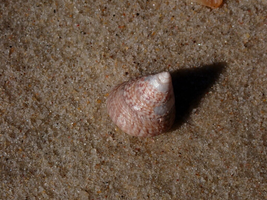 Spotted strawberry top shell from Dunwich QLD, Australia on August 4 ...
