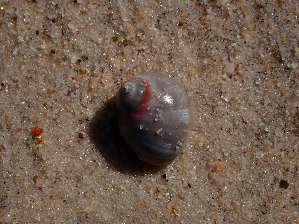 Leaden Sand Snail from Dunwich QLD, Australia on August 4, 2024 at 10: ...