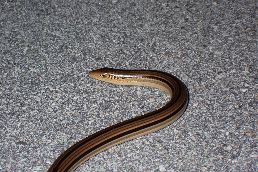 Island Glass Lizard from Everglades National Park, Homestead, FL, US on ...
