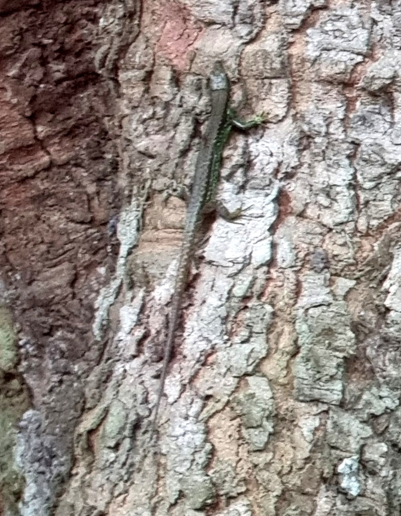 Caspian Sea Rock Lizard from Savadkuh, Iran on August 2, 2024 at 11:46 ...
